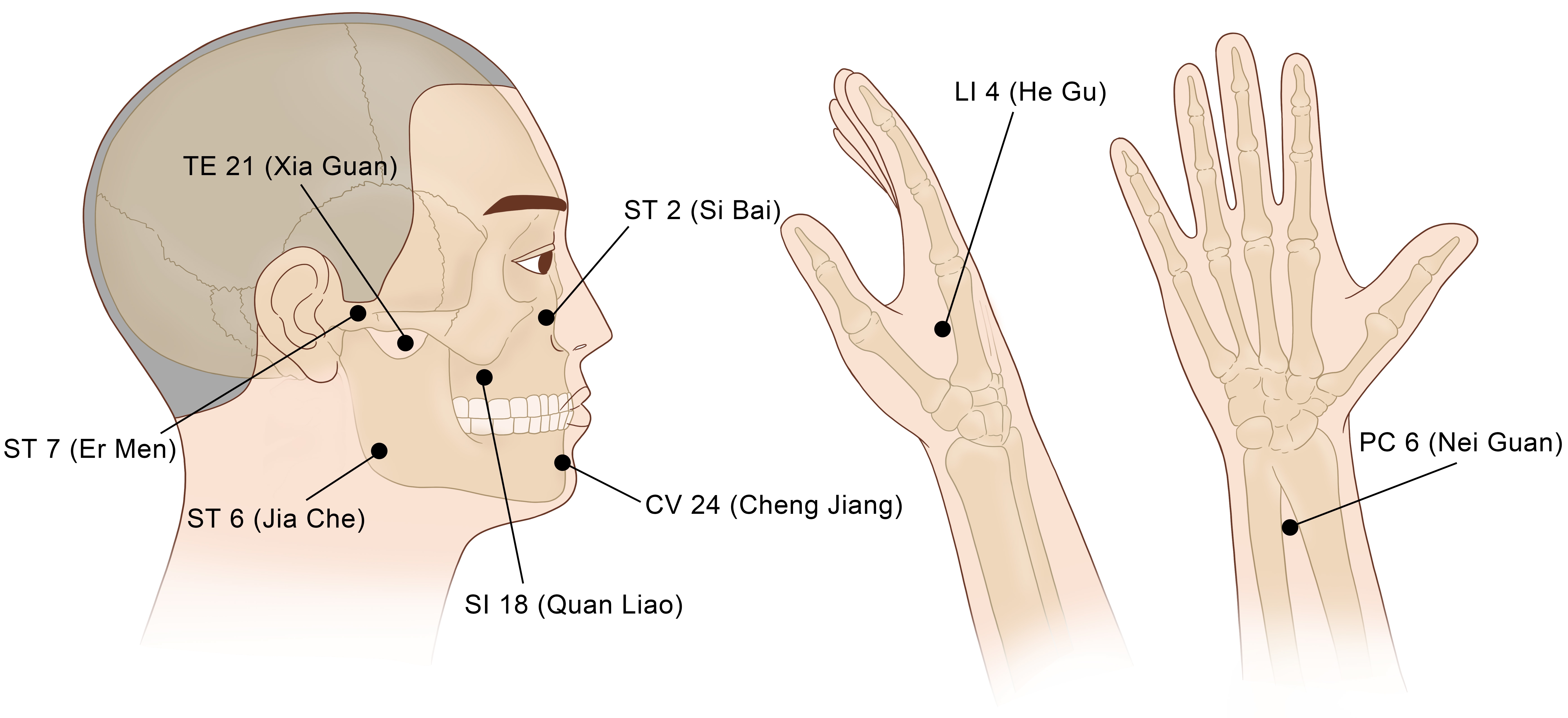 Journal of Oral & Facial Pain and Headache (OFPH)
